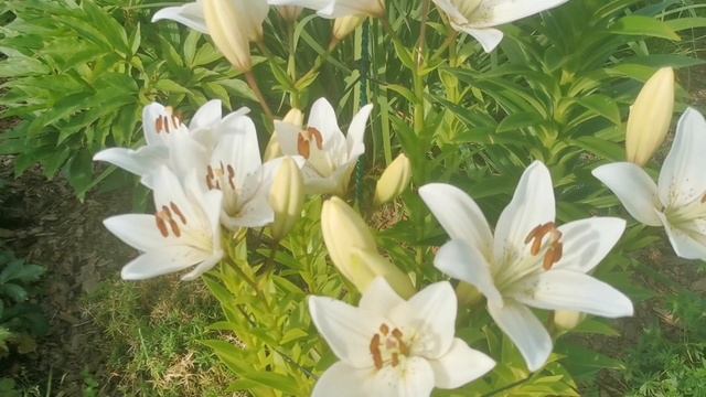 Лилии пришли на замену розам. 23.07.2025. Восток Ленобласти