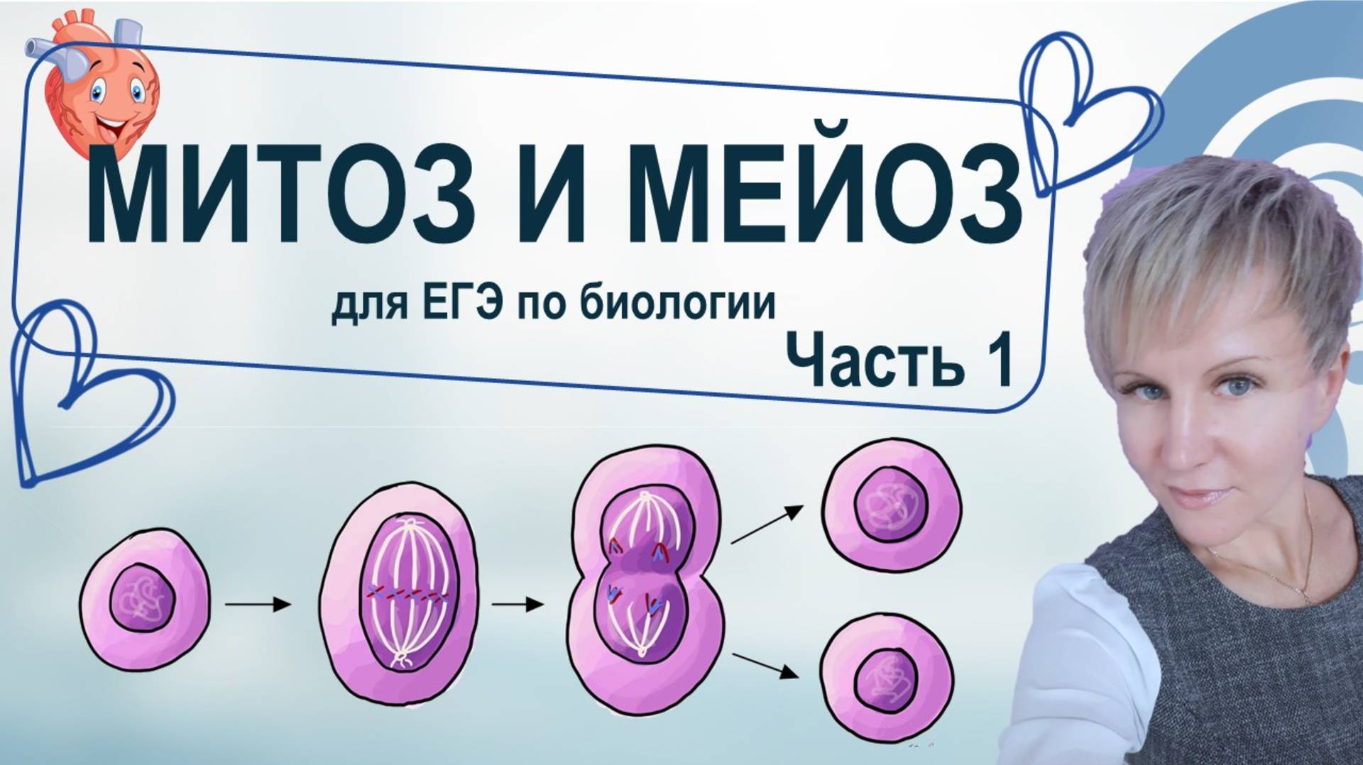 Деление клетки. Митоз и Мейоз. ЕГЭ по биологии.