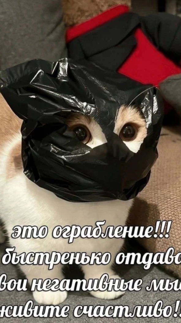 Милые котики это тренд августа 😍👍👍#котик #мем