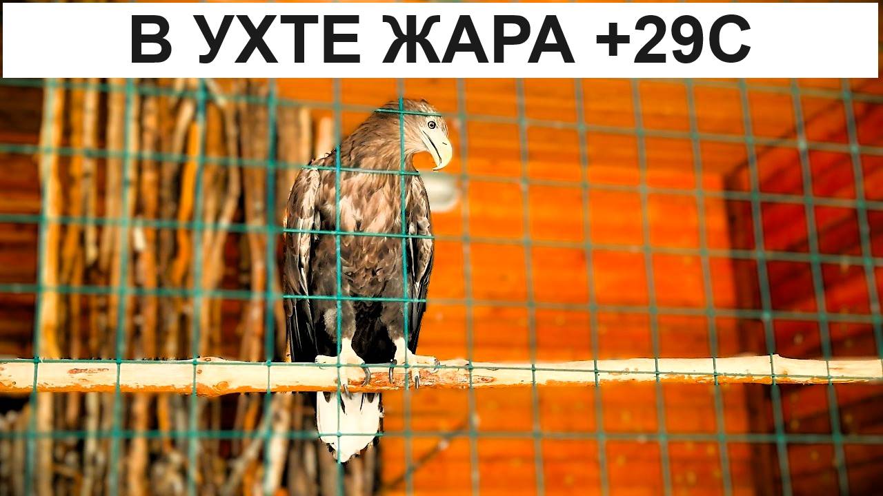 Ухта. Зверям жарко в детском парке. 1.08.2025