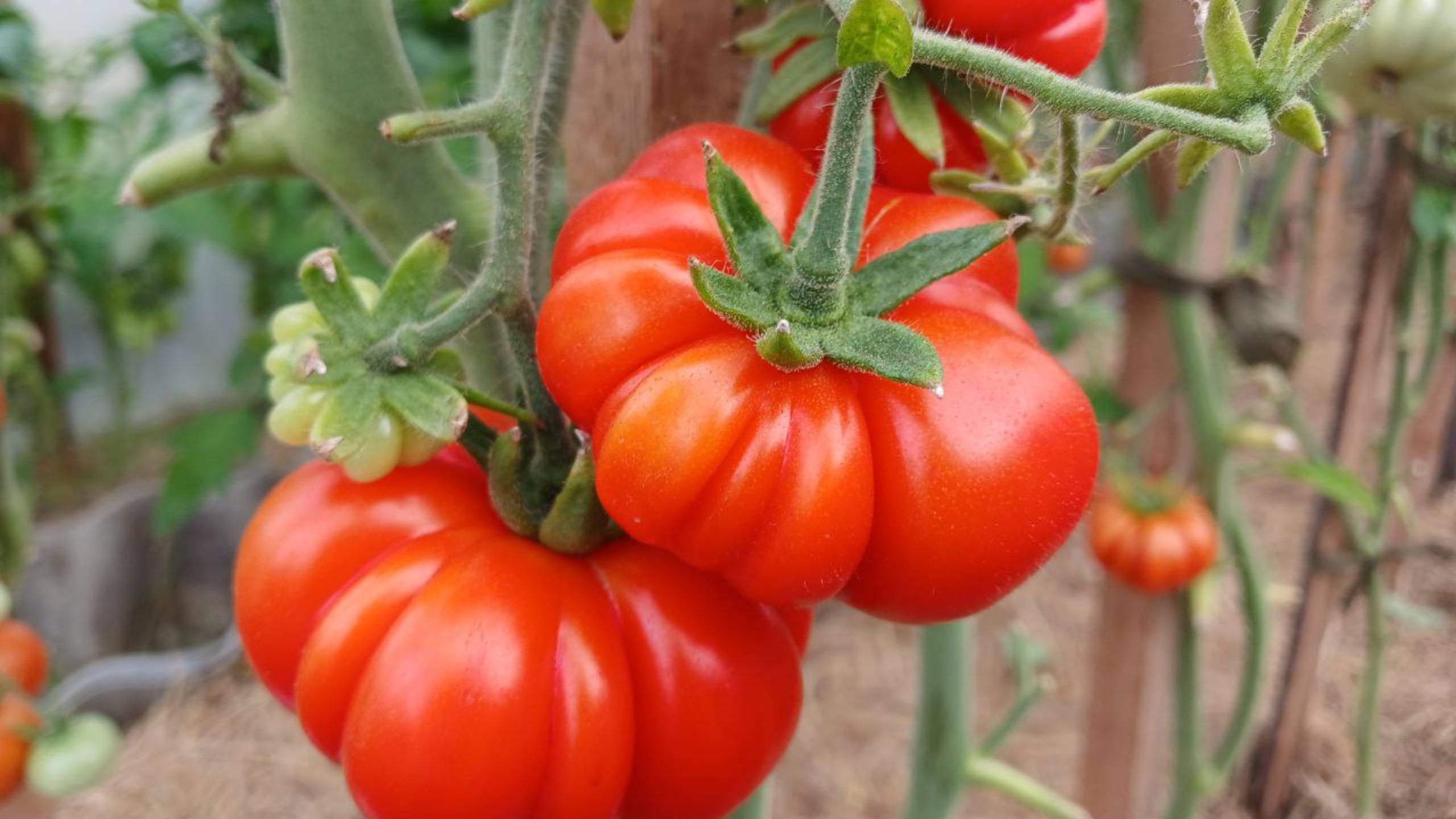 Про мои «невкусные»»  томаты