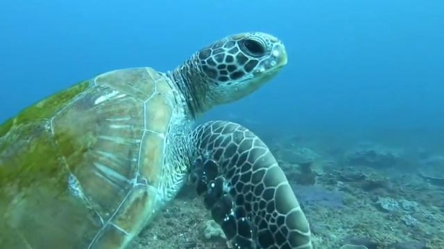ОКЕАНСКАЯ ЧЕРЕПАШКА ПЛАВАЕТ С ДАЙВЕРОВ ПОД ВОДОЙ