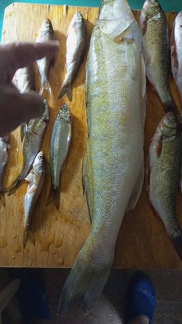 рыбалка на Вычегде...судак