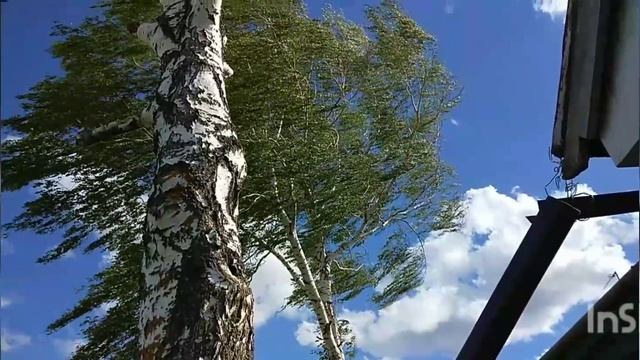 Русские березы