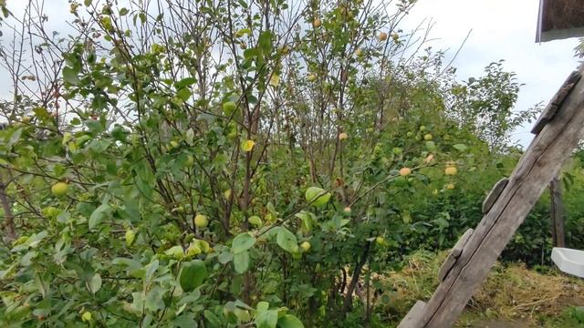 Обрезала чеснок // Собрала огурцы // Наша дача // Вечерний Омск