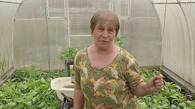 Ранняя зелень в теплице