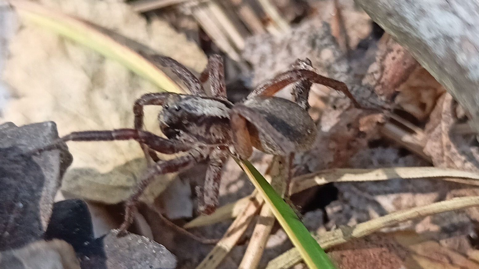 Лесной ПАУК