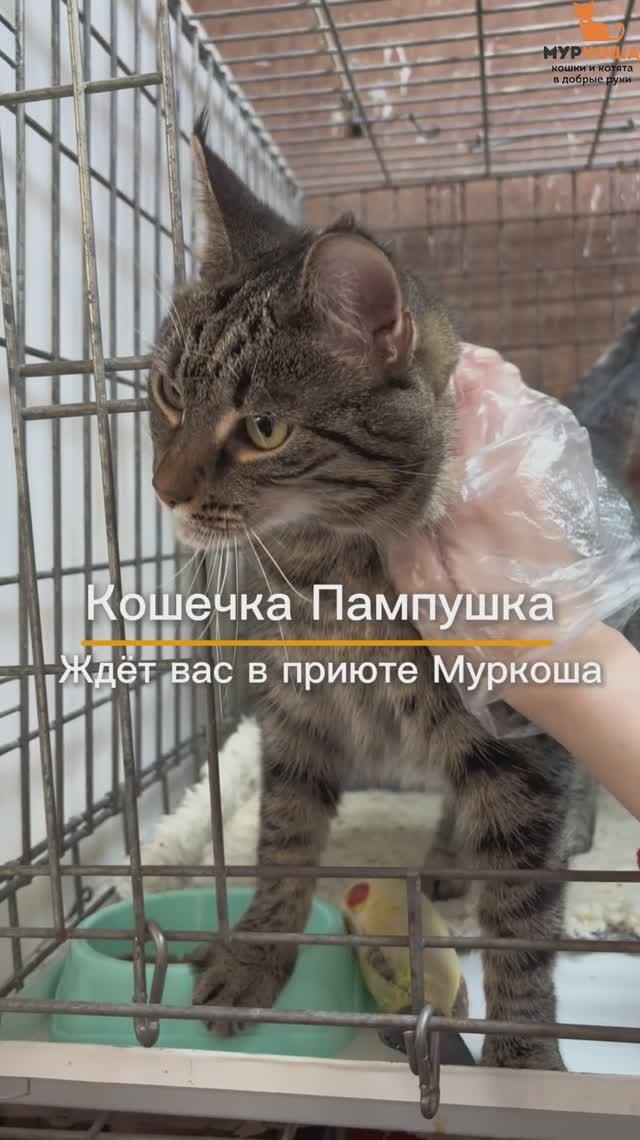 Пампушка (уже дома)