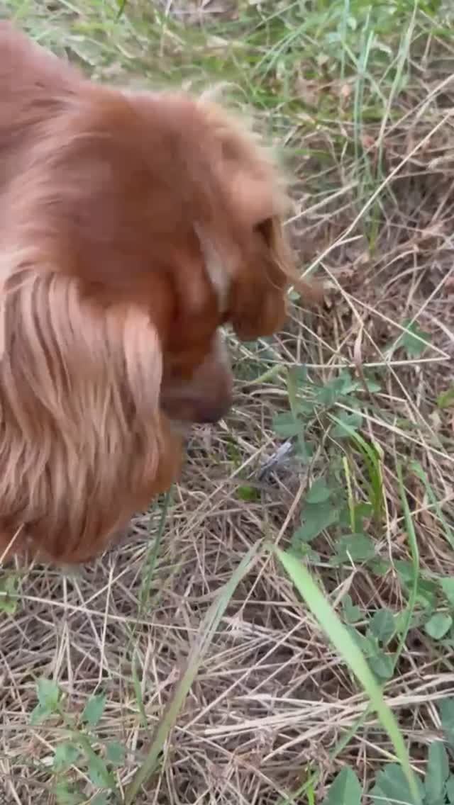 Арчи и стрекоза