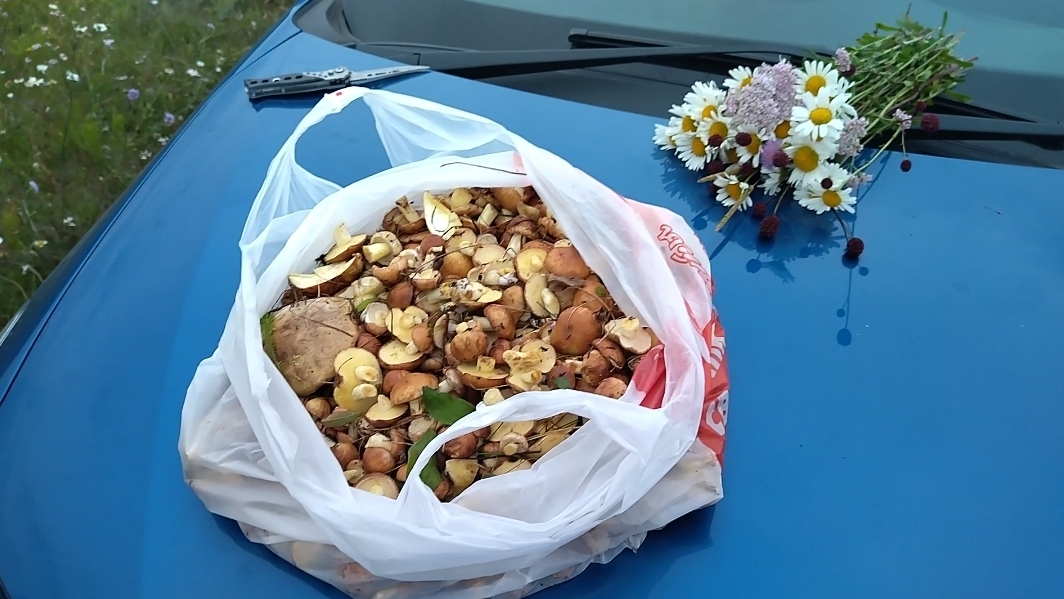 Собираю грибы. Маслята