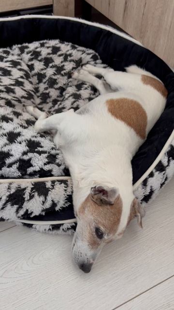 С ума сошла, мать 😂 В 6 утра на какой-то залив тащит 😂 Не видишь, маленькая собачка спать хочет 😁