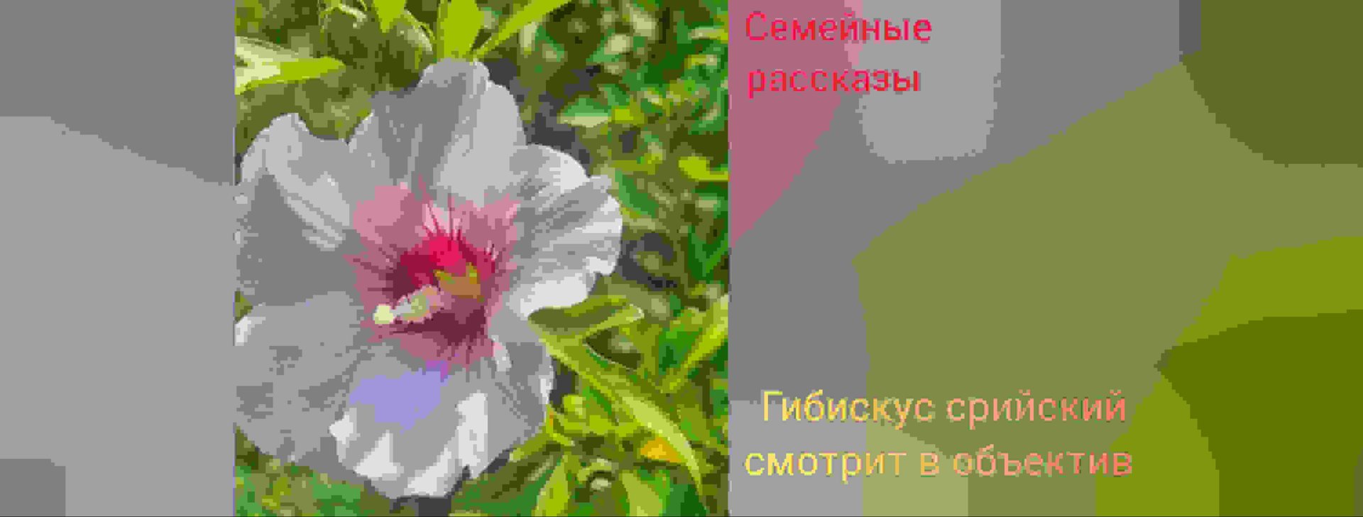 Гибискус сирийский смотрит в обьектив.