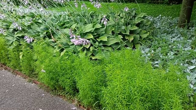 Парк Горького Москва. День Воздушно-десантных войск в честь 95-й годовщины ВДВ , праздник