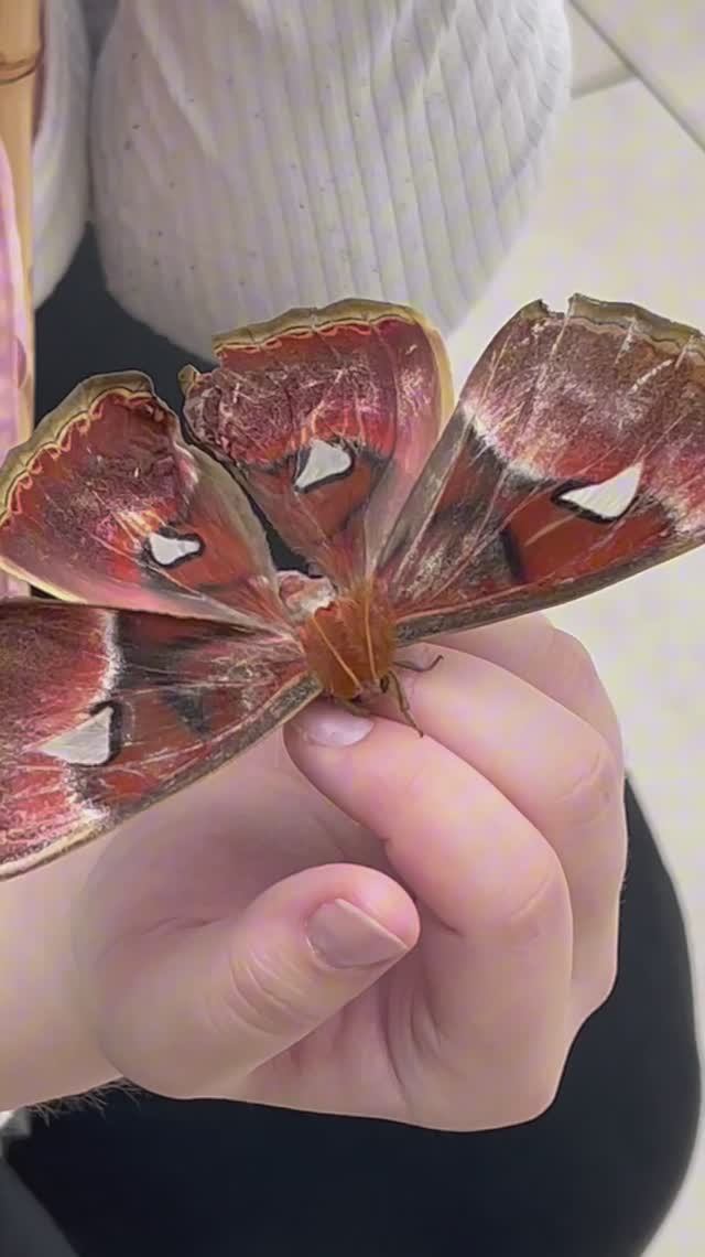 Парк бабочек в ТЦ Океанис. Нижний Новгород. 17.06.25