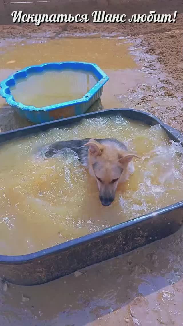 "Играй, играй!" ❥ Приют в Малинках