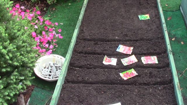 03.08.2025 г. Волгоград. Что сажаем в августе. Мы редиску, укроп, салат