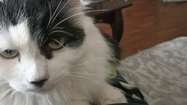 Как котик провел день