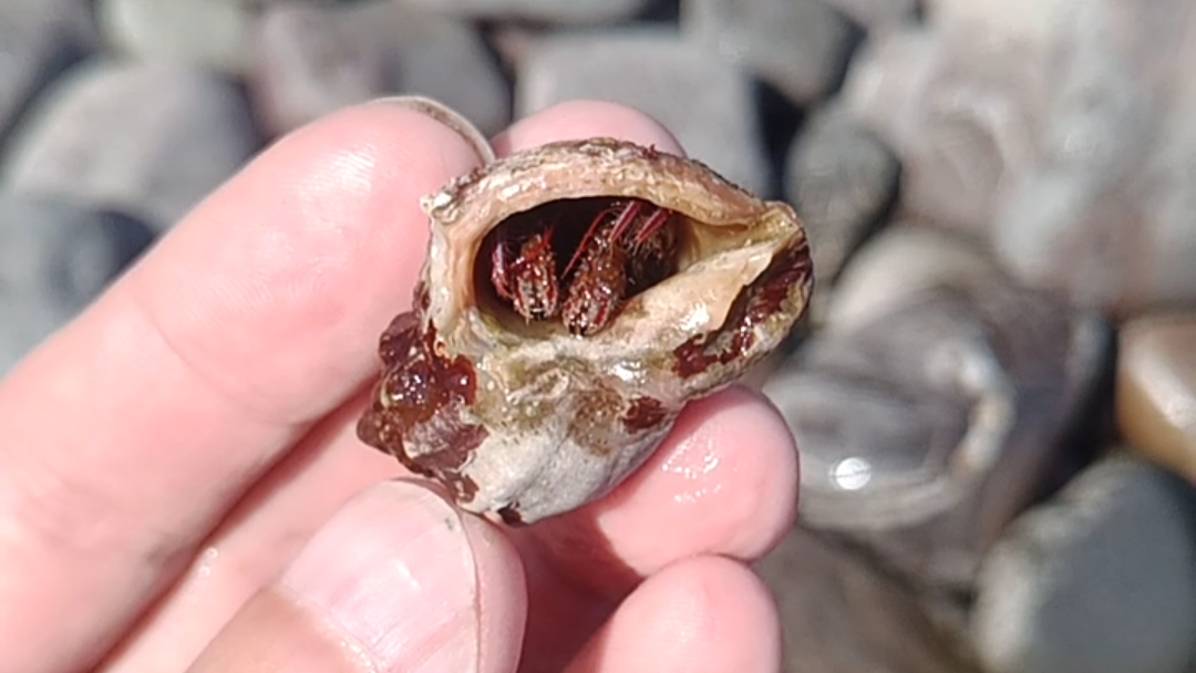 НЕ бесхозная раковина)