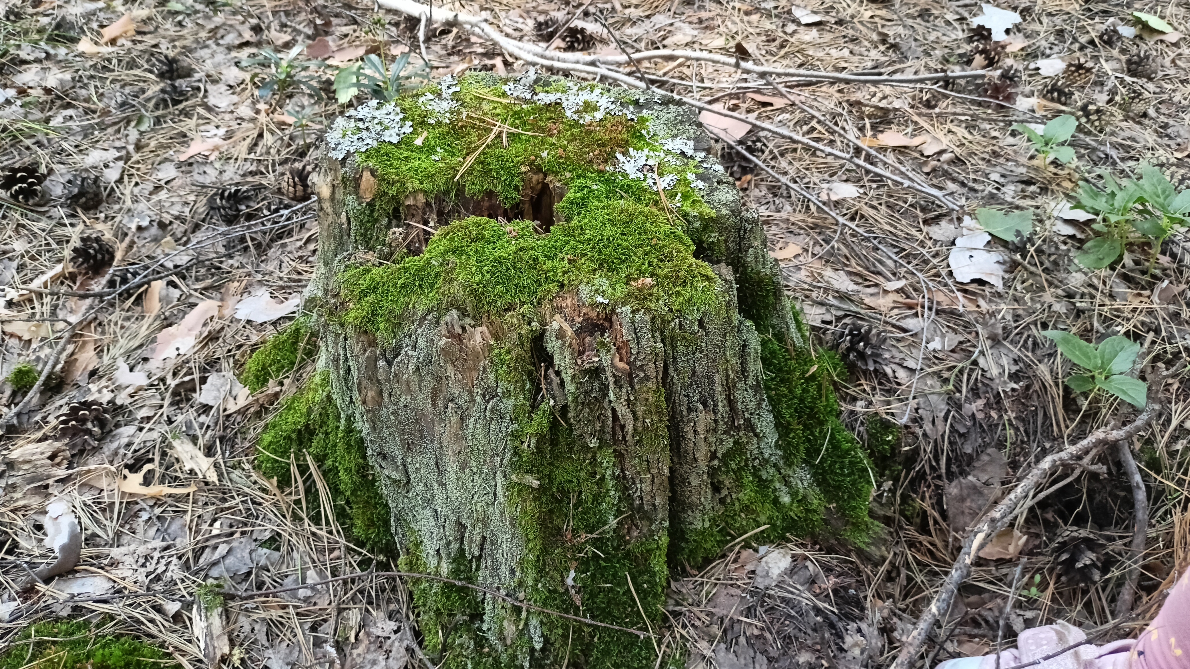 Пень - Дом паука