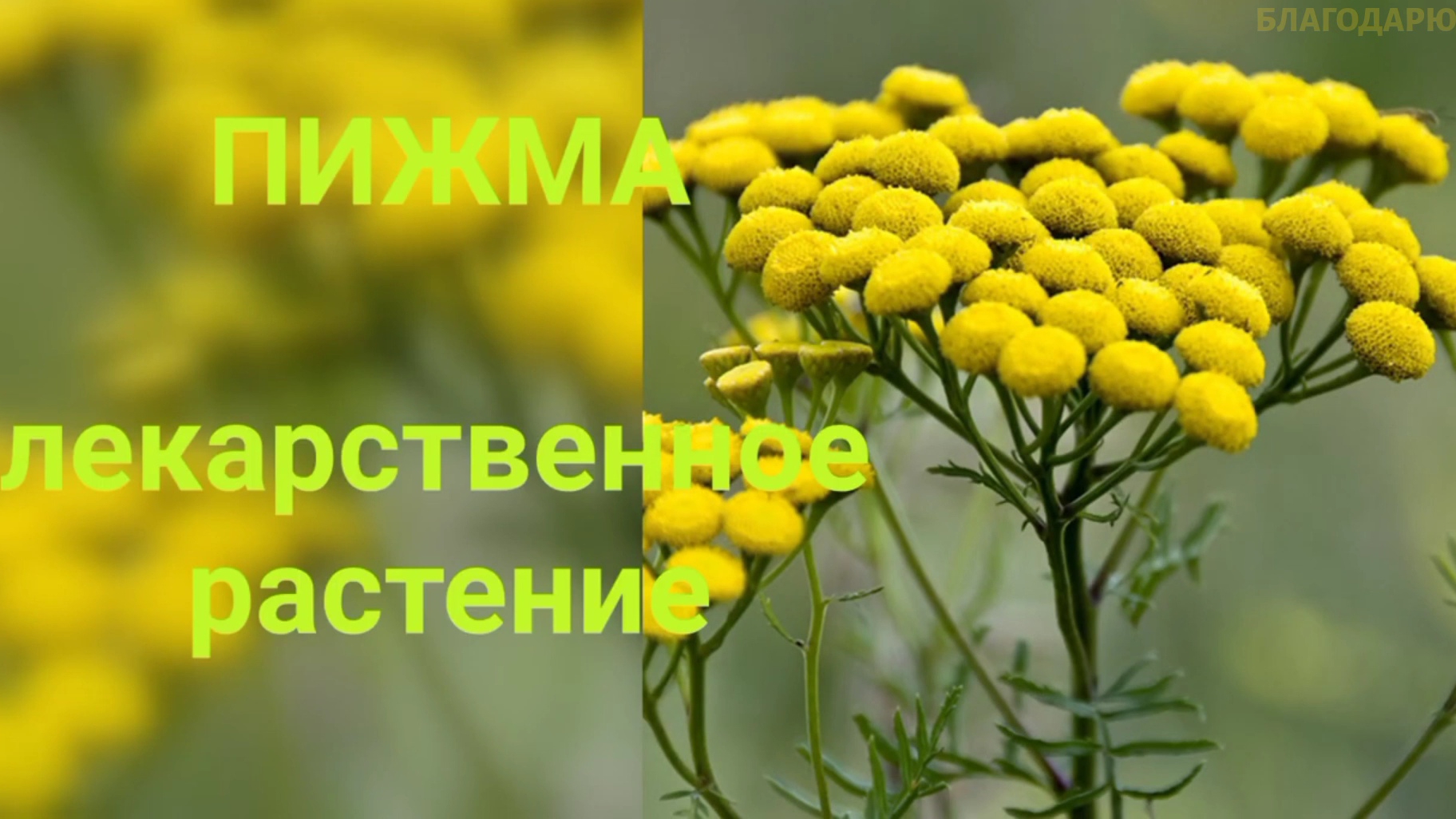 ПИЖМУ собирала ЗМЕЯ ПРИПОЛЗЛА...