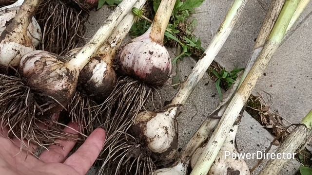 Убираю чеснок, мои помощники, актинидия в беседке