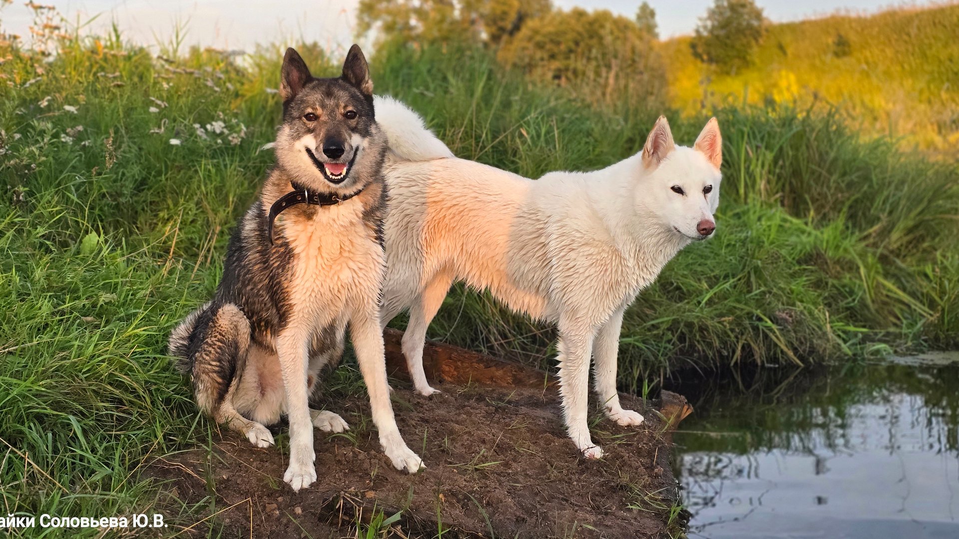 На реке в августе