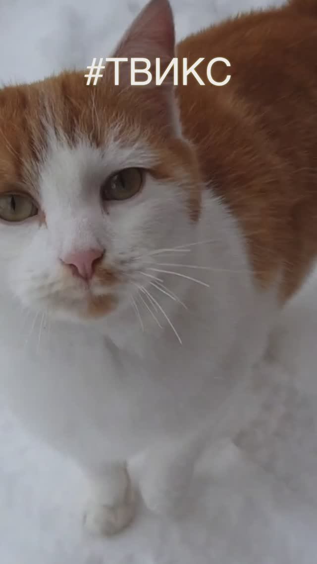 Для кота Твикса. Милота от кота! #котёнок #милота #музыкальнаяоткрытка #кот #твикс
