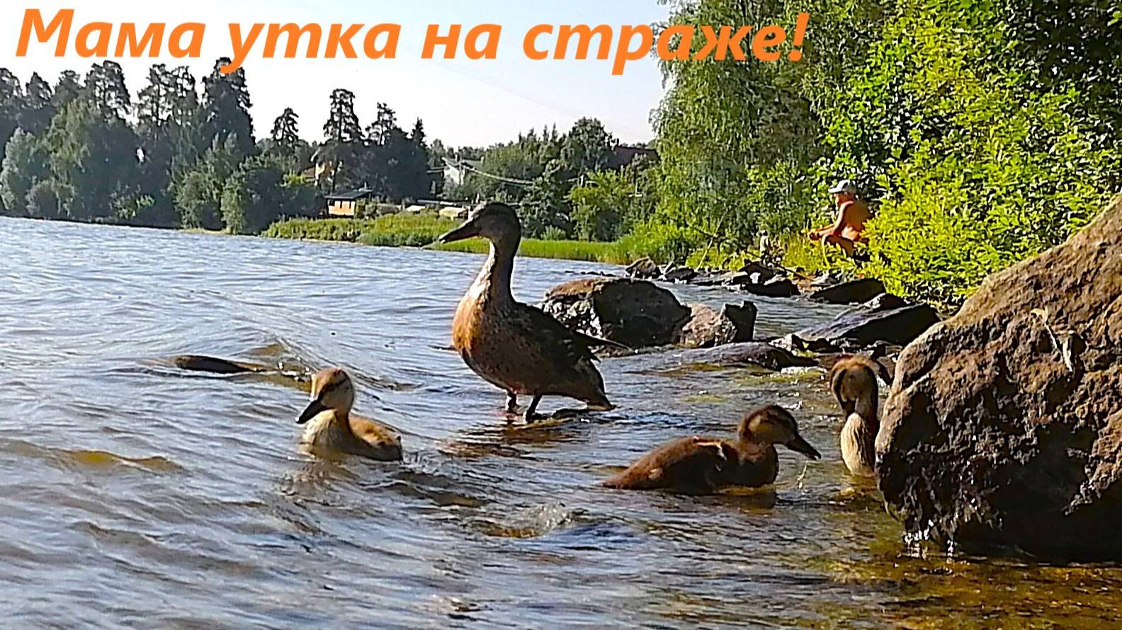 Милые дикие утята и бдительная мама утка