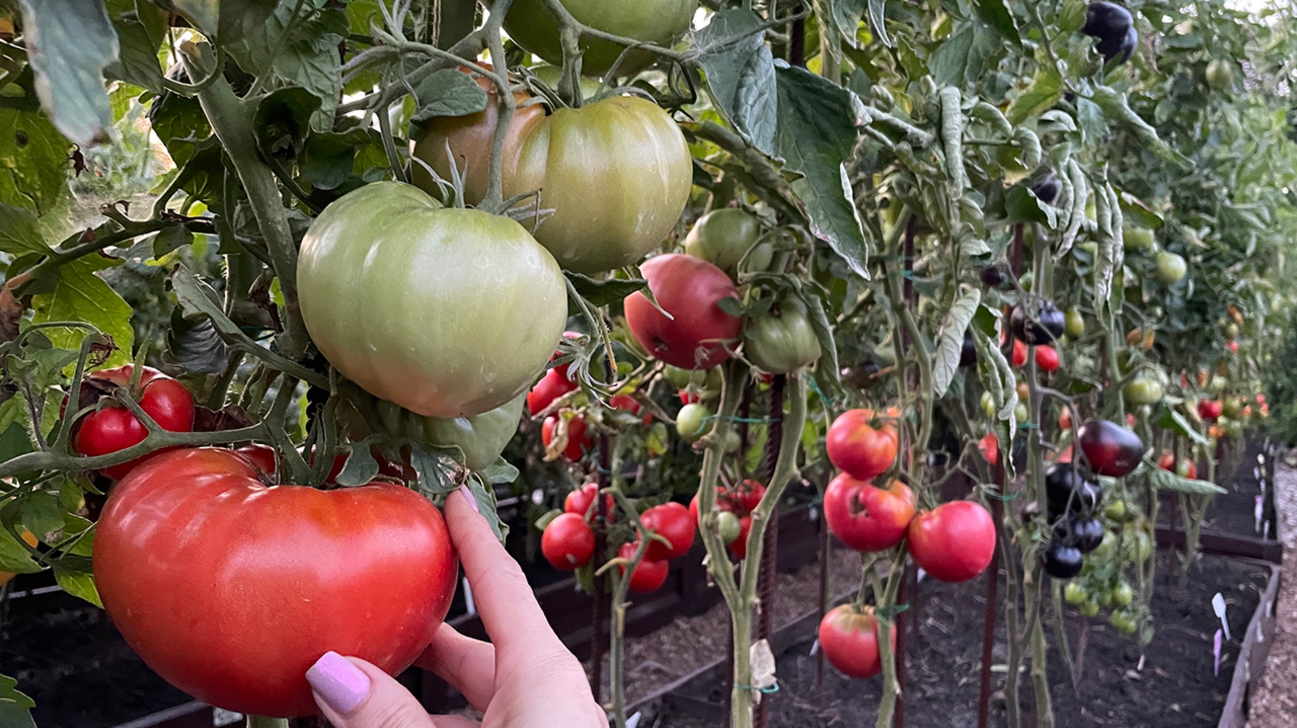 ТОМАТОВ ОЧЕНЬ МНОГО! Секреты выращивания