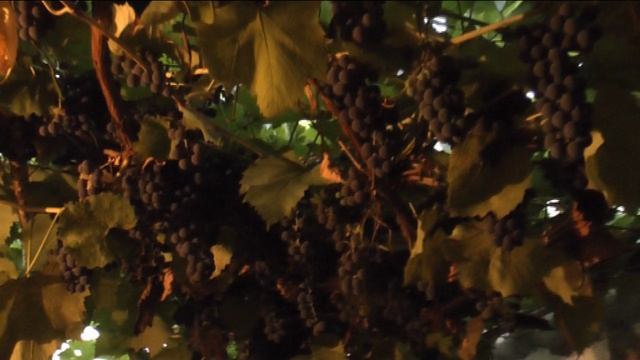 Ролик ко Дню села - 2013