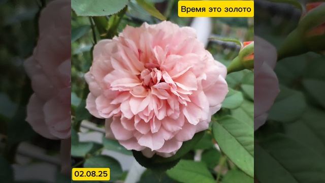 02.08.25 Время это золото Цветы лета