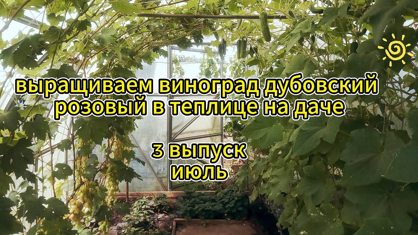 Выращиваем виноград Дубовский розовый в теплице. 3 выпуск. ИЮЛЬ