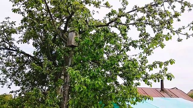 Заботливый скворец