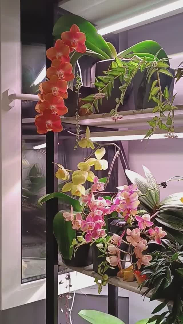 Цветущие орхидеи на моём стеллаже💗💓💕 #цветениеорхидей #орхидея #фаленопсисорхидея #орхидеи