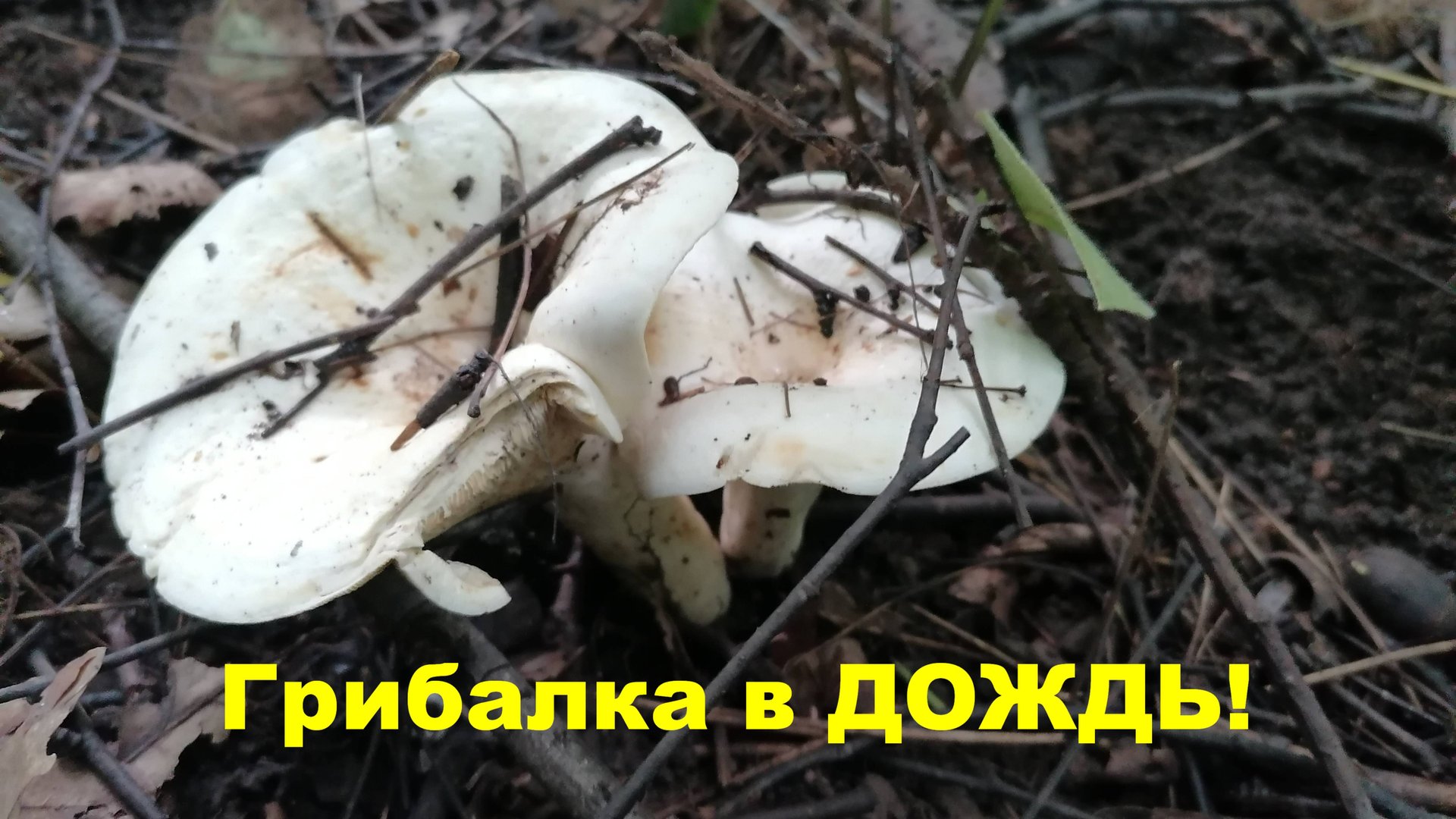 ГРИБАЛКА - Тихая ОХОТА! Выгнал дождь ИЗ ЛЕСА!