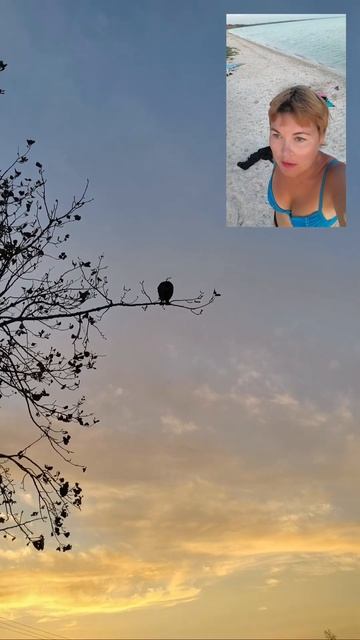 Почему гибнут птицы. Канал Тутси-диеты и путешествия. @tutsi-dieti