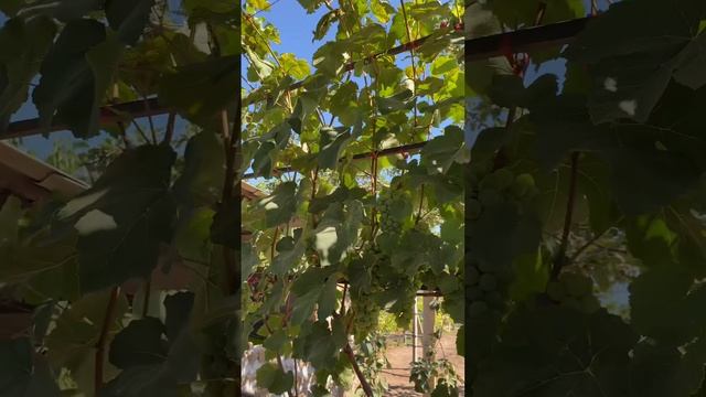 Обзор винограда на 03 августа 2025