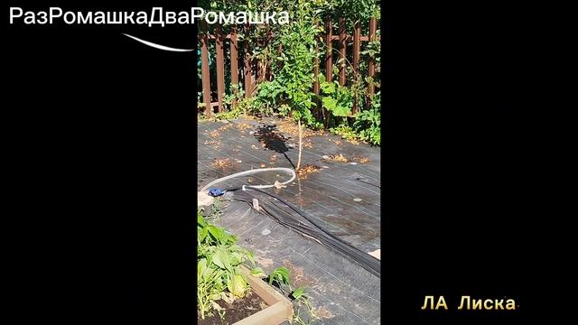 28.07.2025 уДача-дача. БАННЫЙ ДЕНЬ У ГОРИХВОСТКИ .