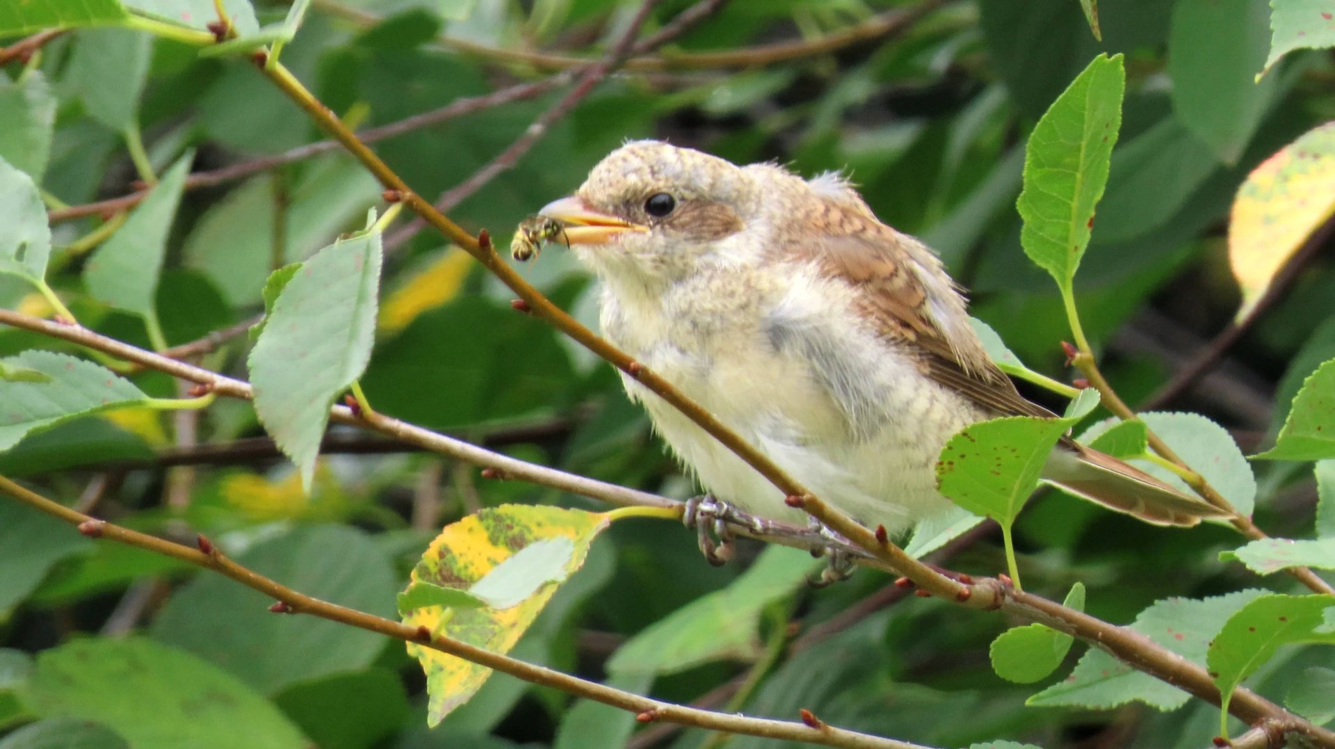 Молодой жулан и оса, Крылатское, 02 августа 2025
