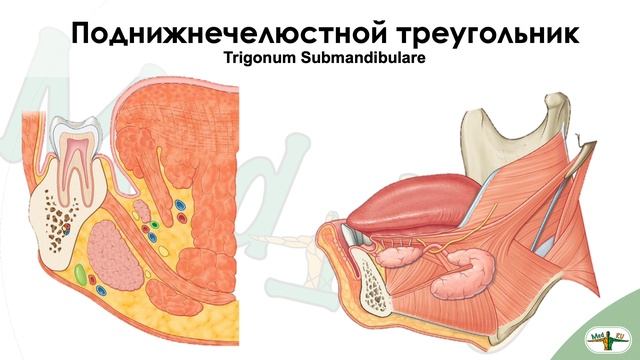 Топография под нижнечелюстного треугольника шеи