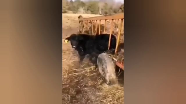 Ржака смешные маменты с людьми животными и птицами