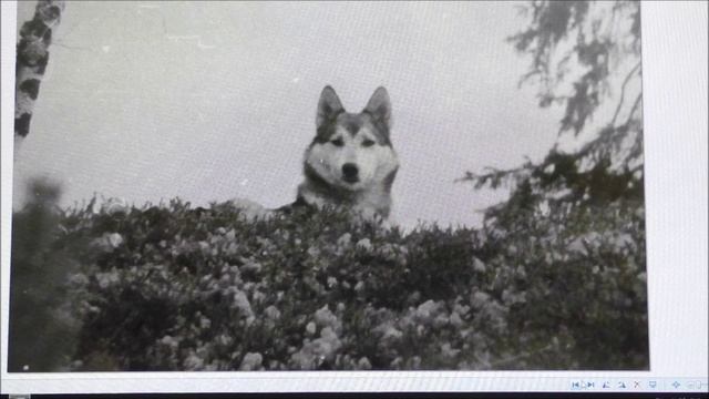 О лайках. Снова по просьбе  двух Олегов, подписчиков. 2023.