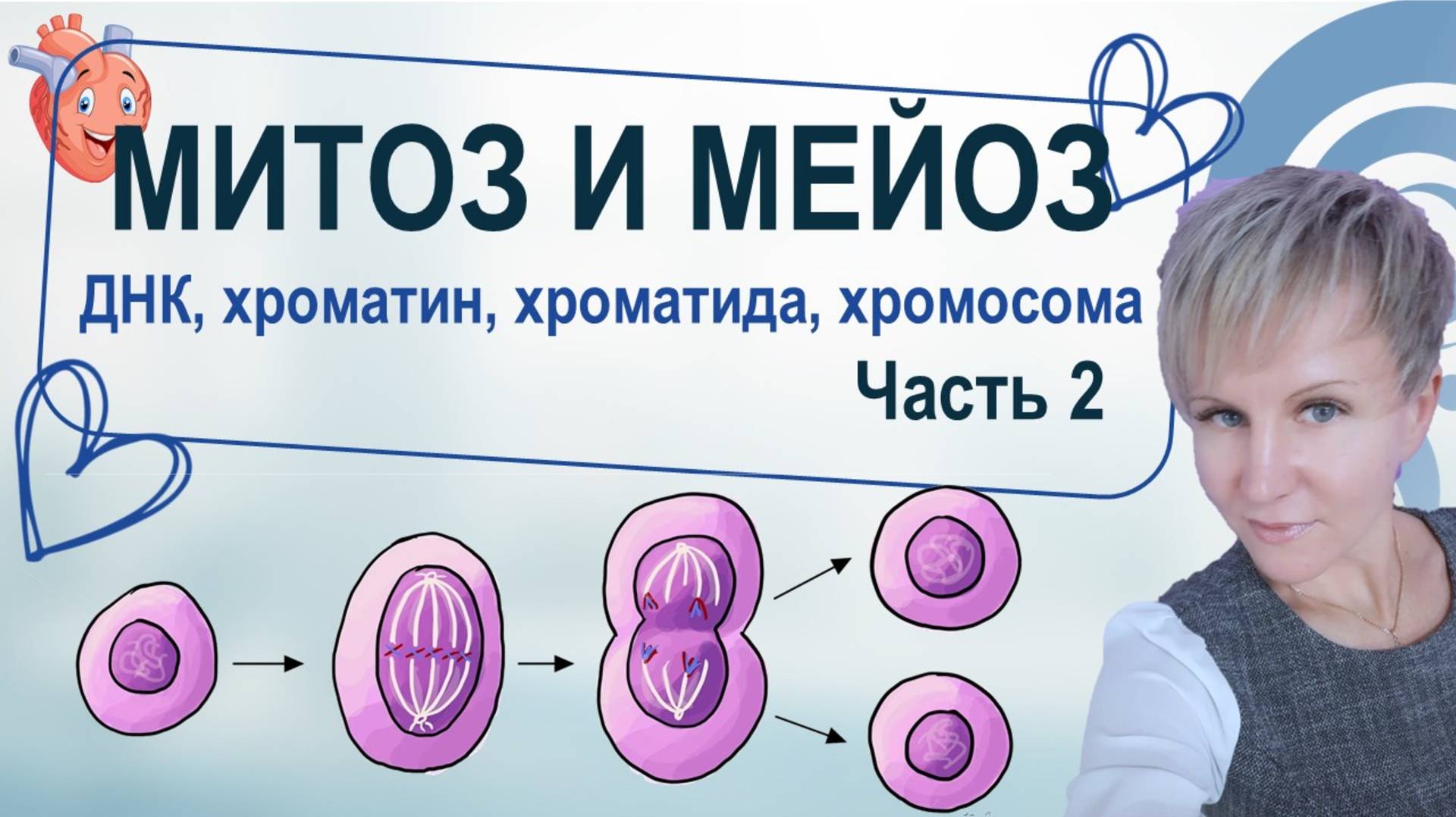 Митоз. Мейоз. ДНК, хроматин, хроматид, хромосома