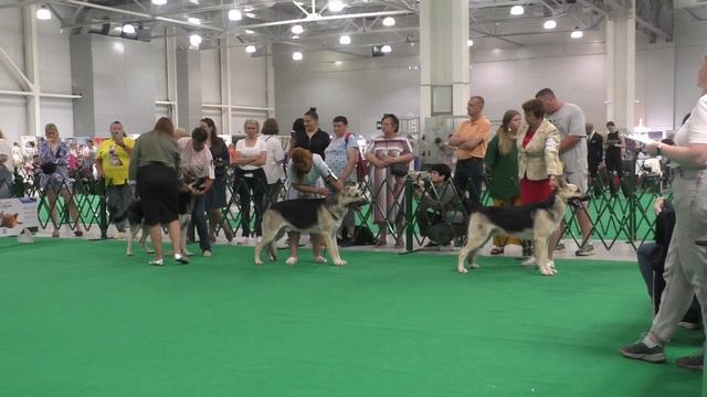 Сравнение класса юниоров