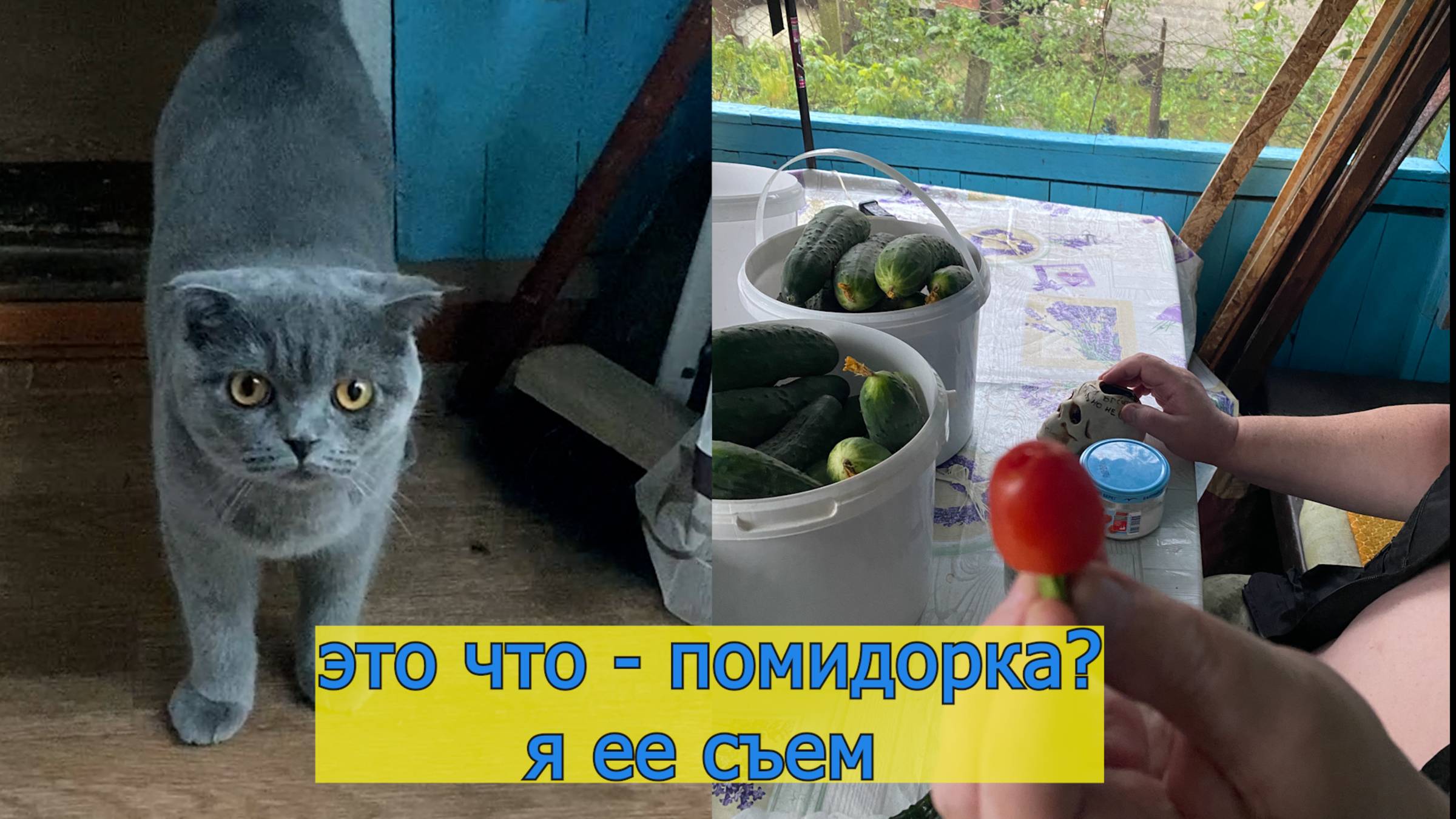 02.08.25 цифра на весах // мокрый нос не боится грозы // огурцы-молодцы // право на мечту