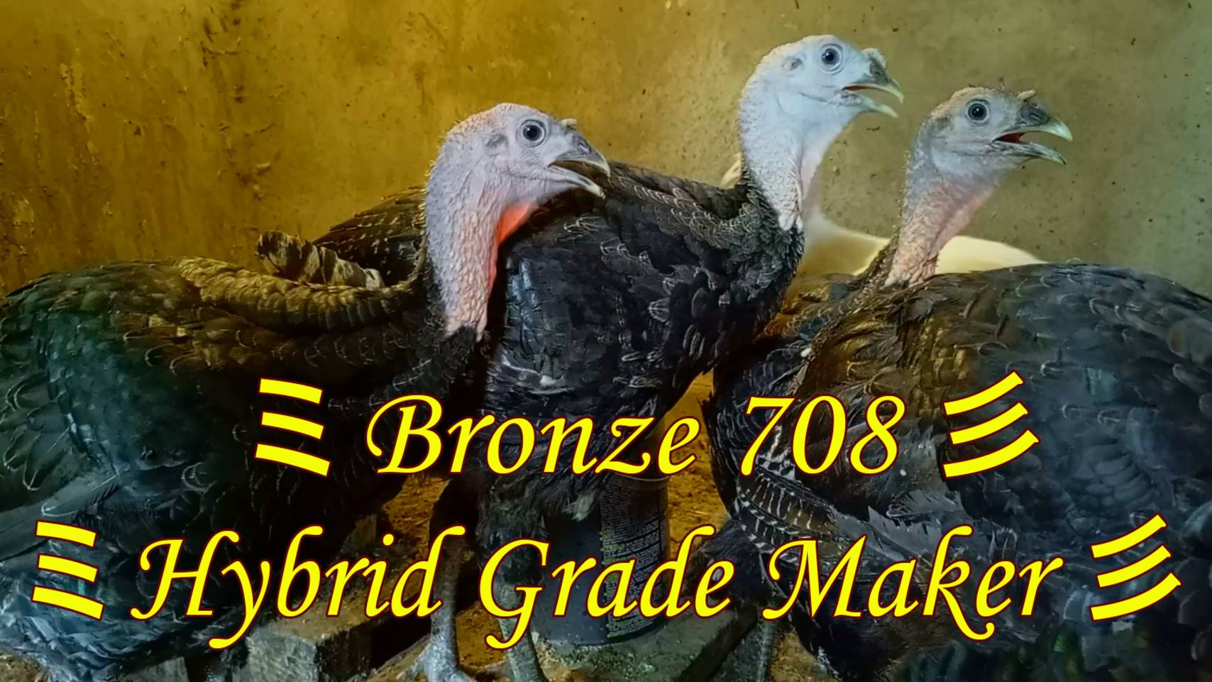 Взвешивание индюшат бронза 708 /грейд мейкер, возраст 10 недель. Каким кормом лучше кормить индюшат