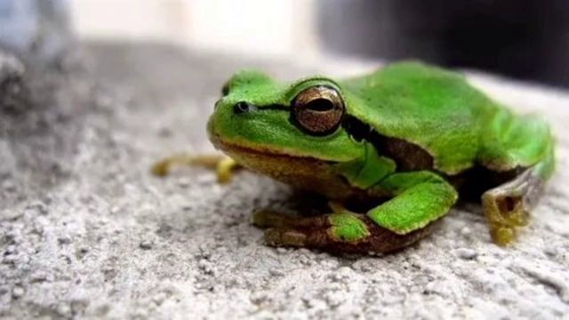 Кузьма и его Друзья (Клинок) - Лягушка 🐸 Official audio