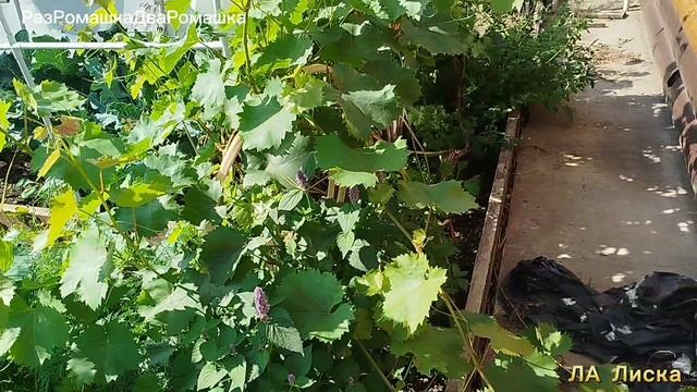 01.08.2025 уДача-дача .ВОТ И АВГУСТ