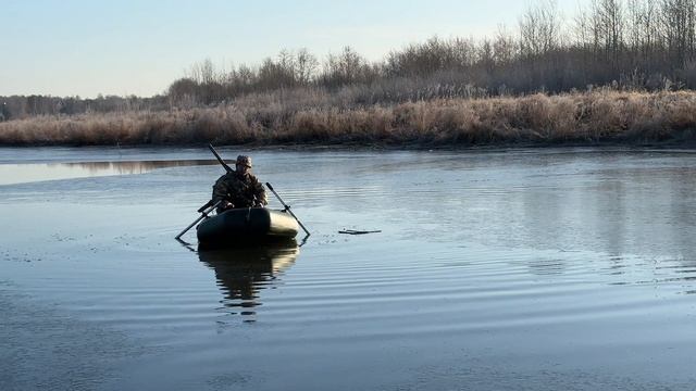 Весенняя охота на утку (селезня) с подсадной.  Волк прошёл рядом со скрадком. 2024 год