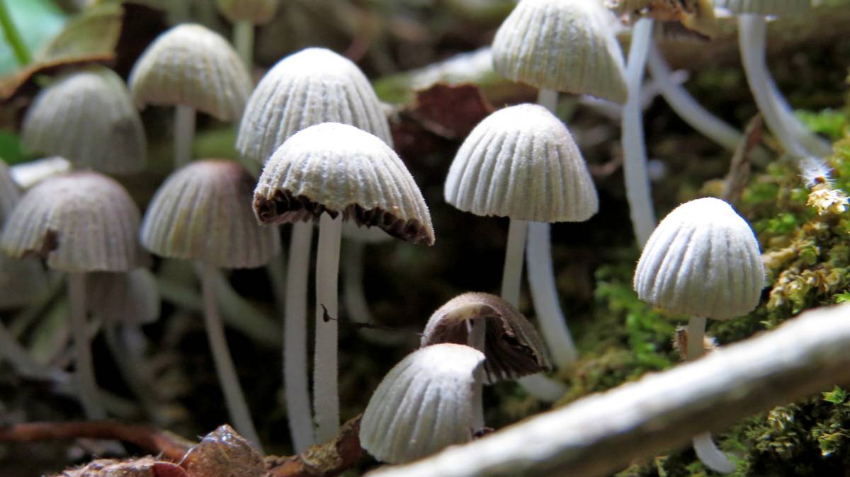 По июньскому лесу. Щебетовка.